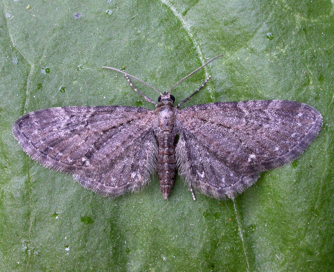 Common Pug | NatureSpot