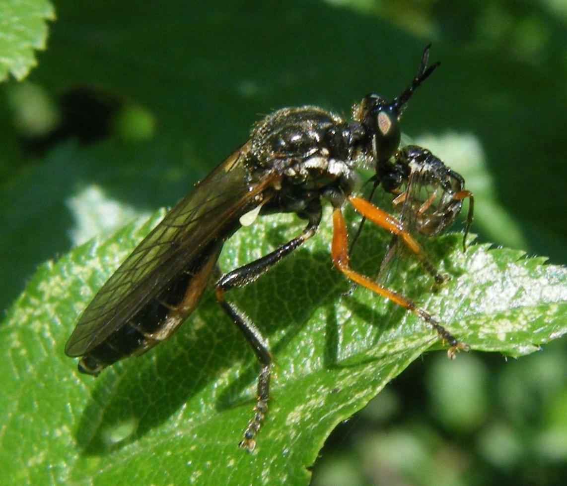 Common Red-legged Robberfly | NatureSpot