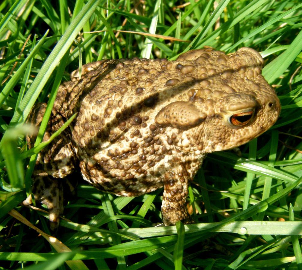 Common Toad | NatureSpot