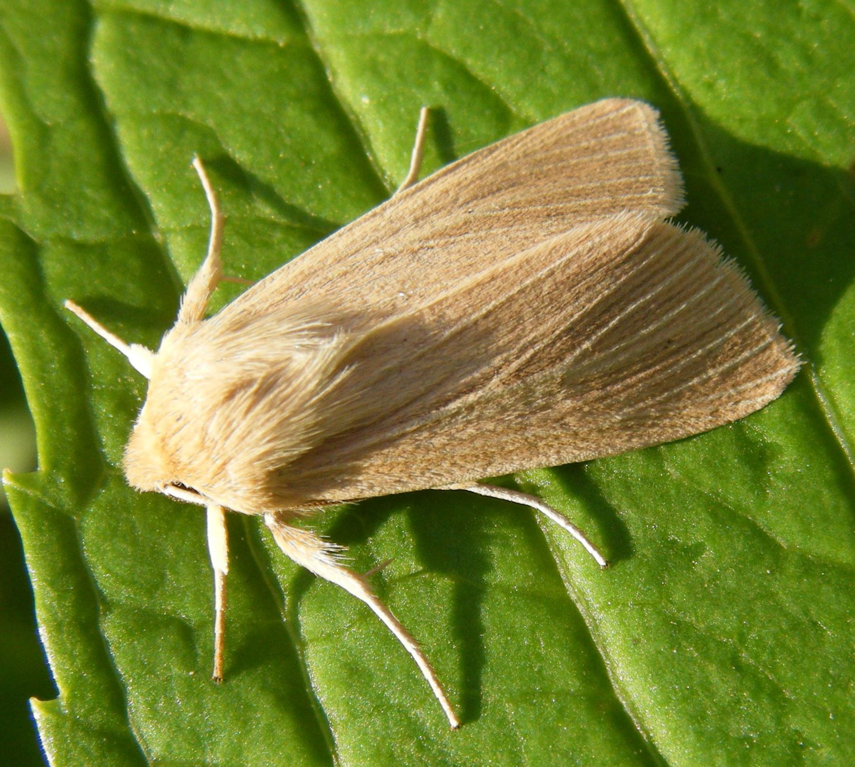 Common Wainscot | NatureSpot