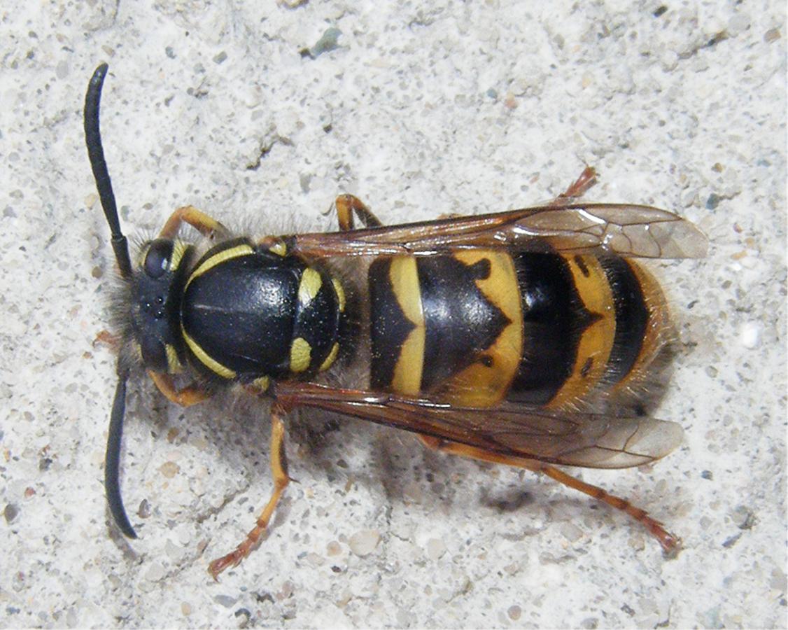 Common Wasp | NatureSpot
