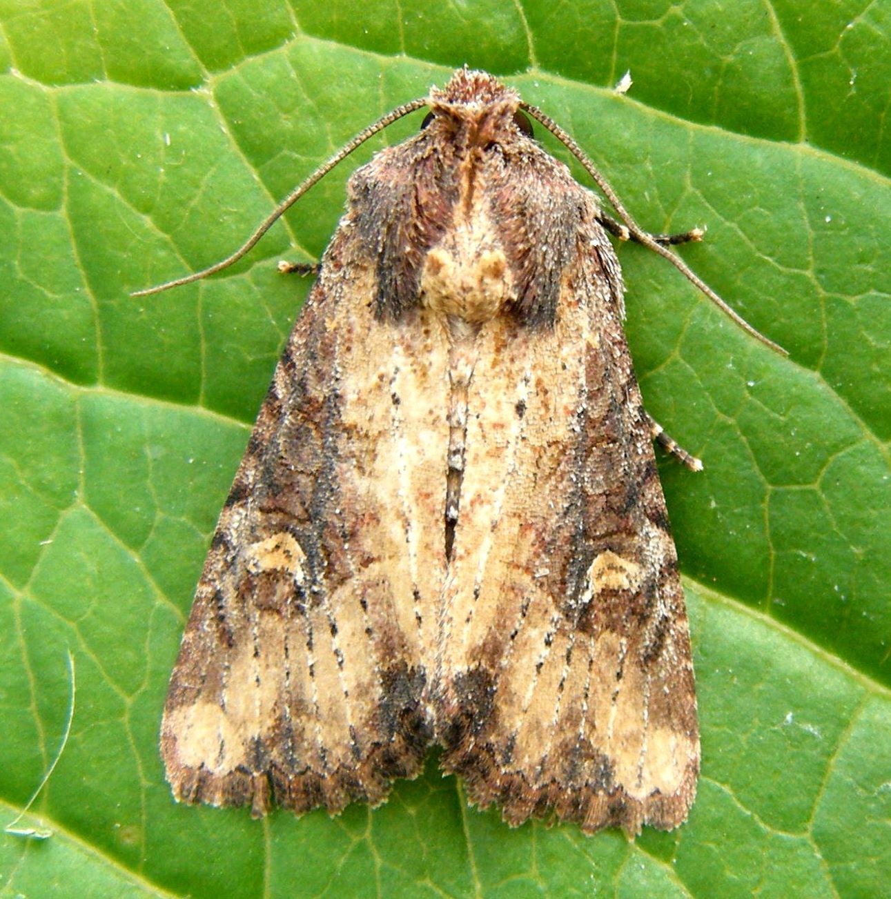 Common Rustic agg. | NatureSpot