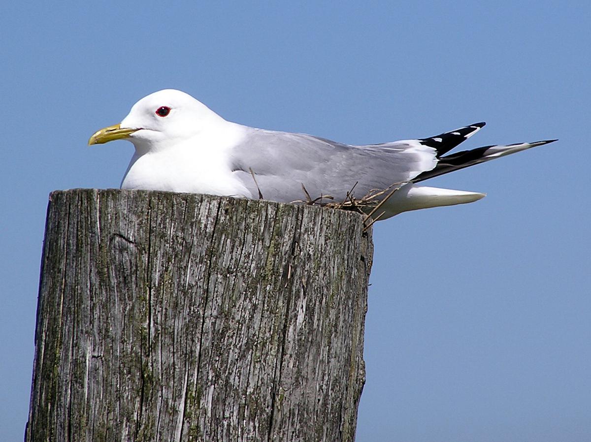Common Gull | NatureSpot