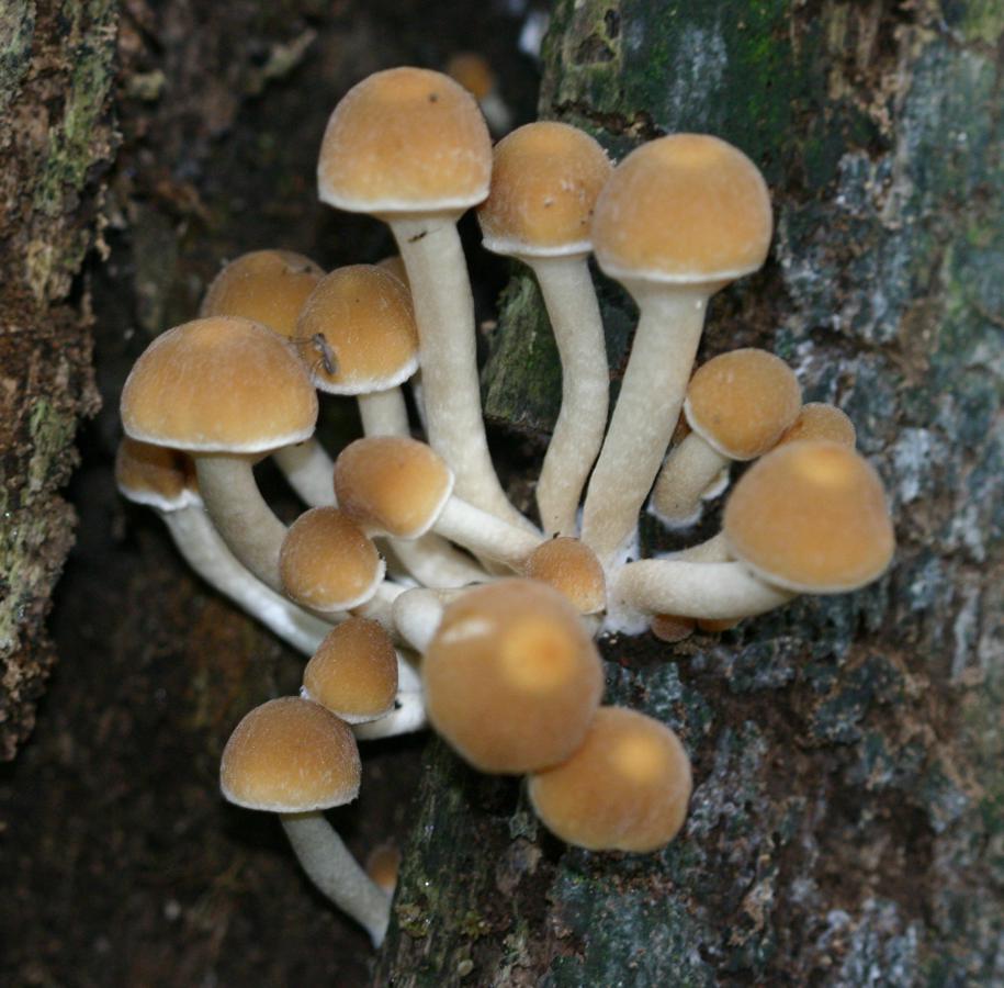 Common Stump Brittlestem | NatureSpot