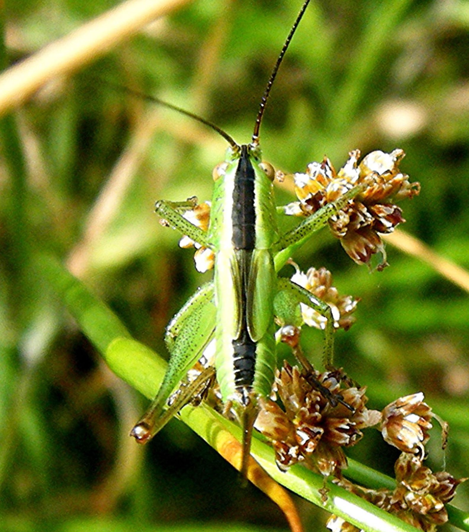 Long Winged Cone-head | NatureSpot