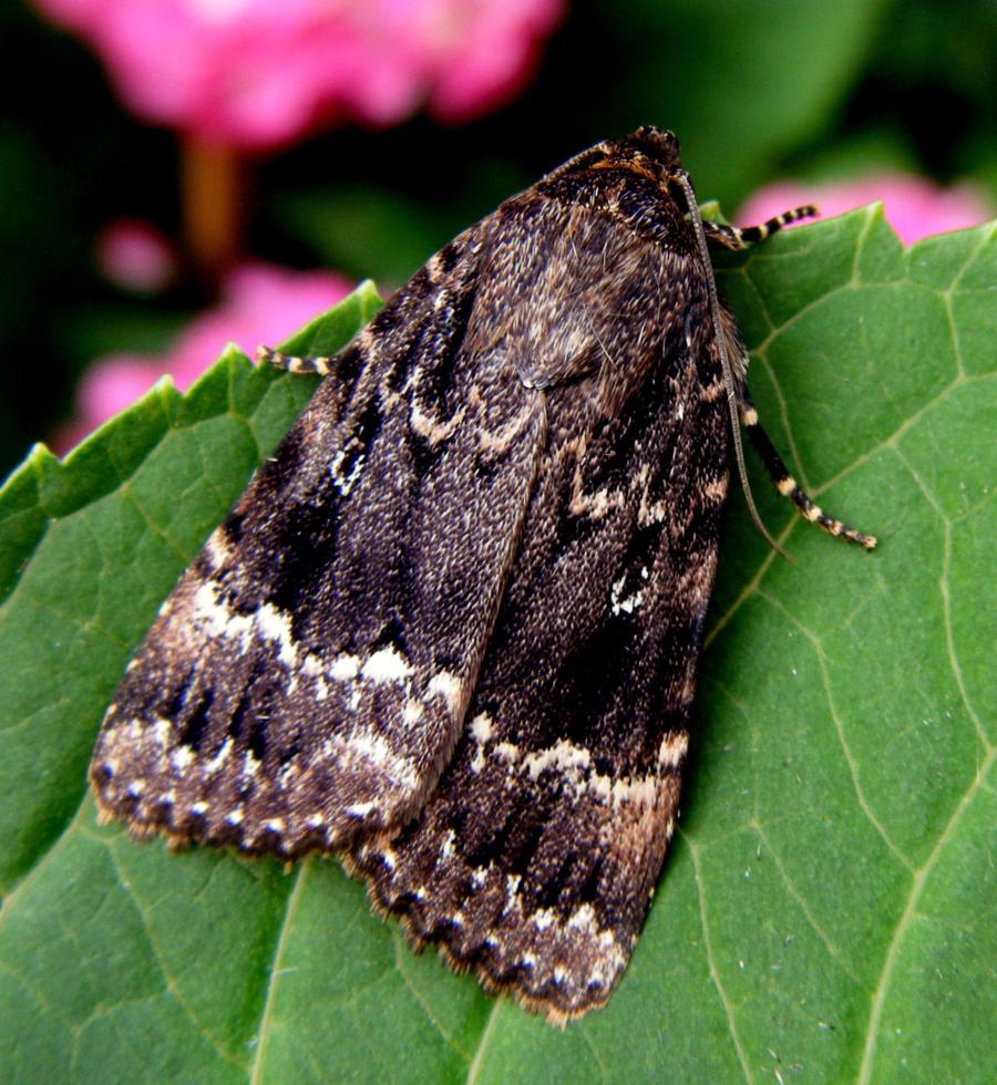 Copper Underwing | NatureSpot