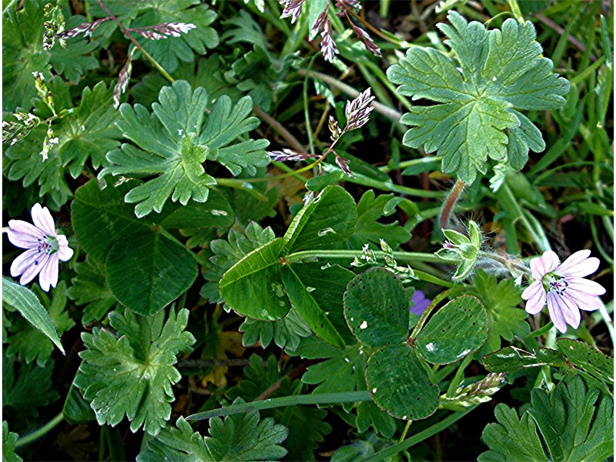 Dove's-foot Crane's-bill | NatureSpot