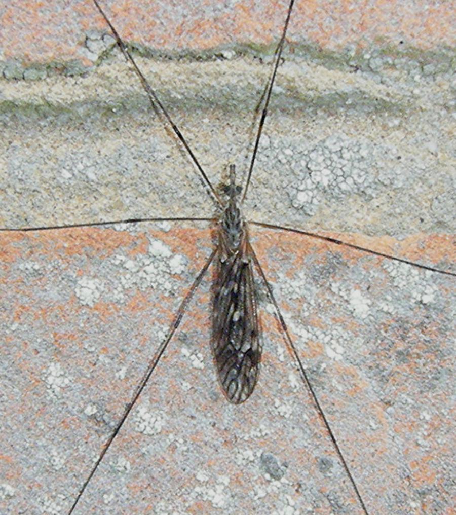 Tipula confusa | NatureSpot