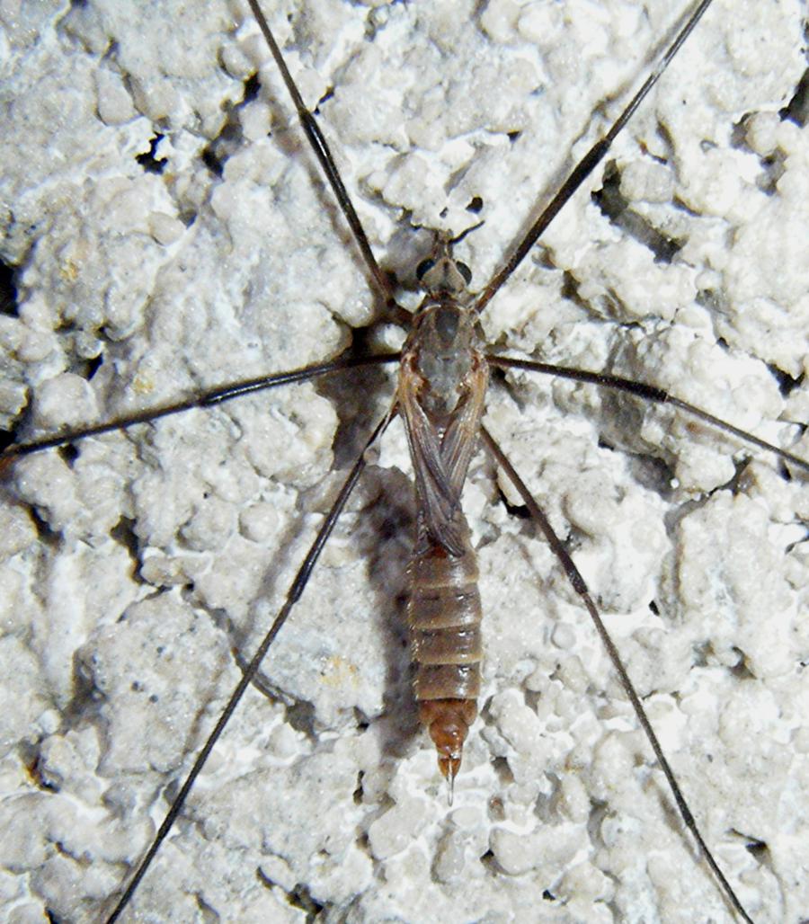 Tipula pagana | NatureSpot