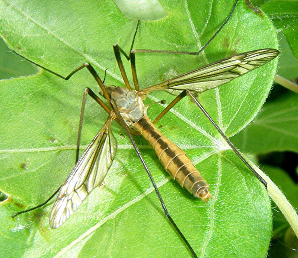 Tipula vernalis | NatureSpot