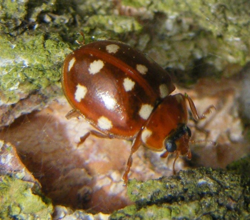 Cream Spot Ladybird | NatureSpot