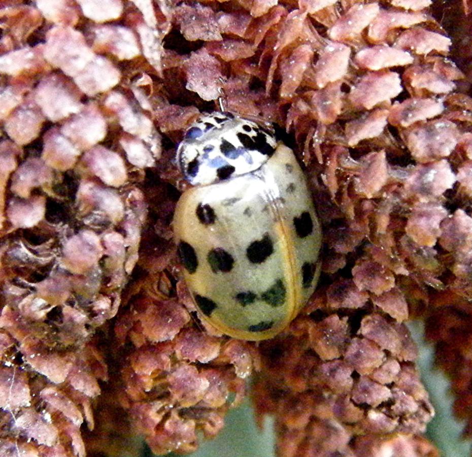 Cream-streaked Ladybird | NatureSpot