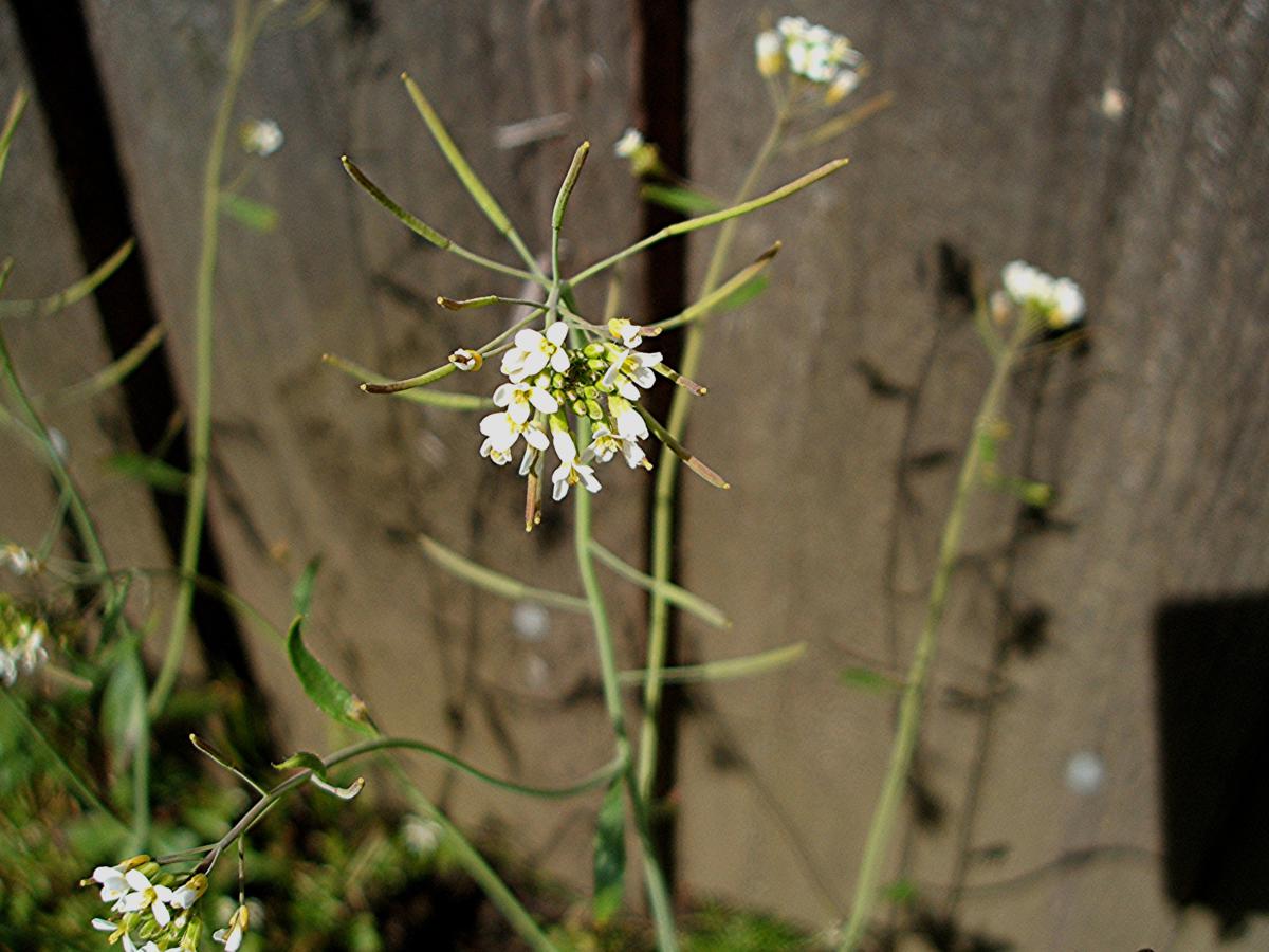 Thale Cress | NatureSpot