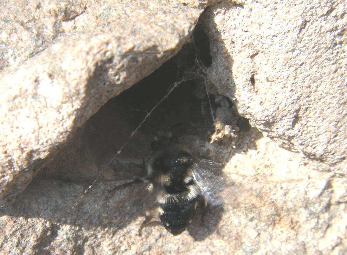 Common Mourning Bee | NatureSpot