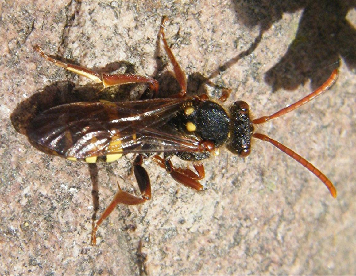 Marsham's Nomad Bee | NatureSpot