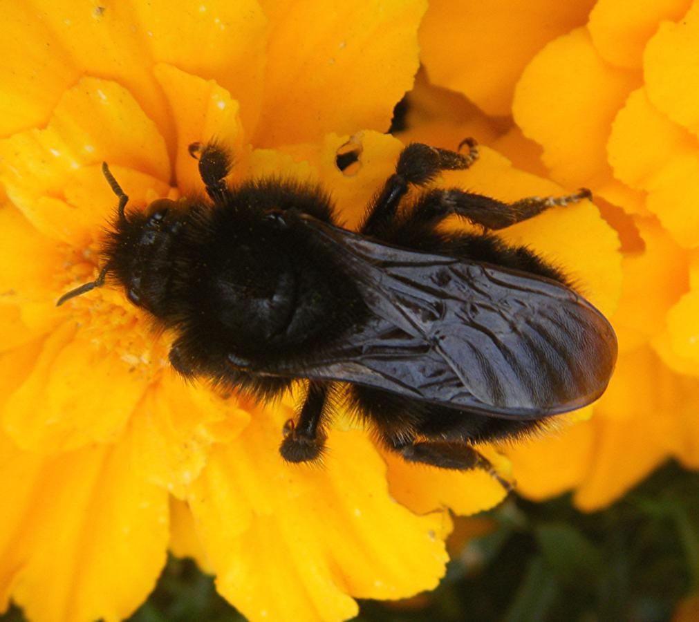 Hill Cuckoo Bee | NatureSpot
