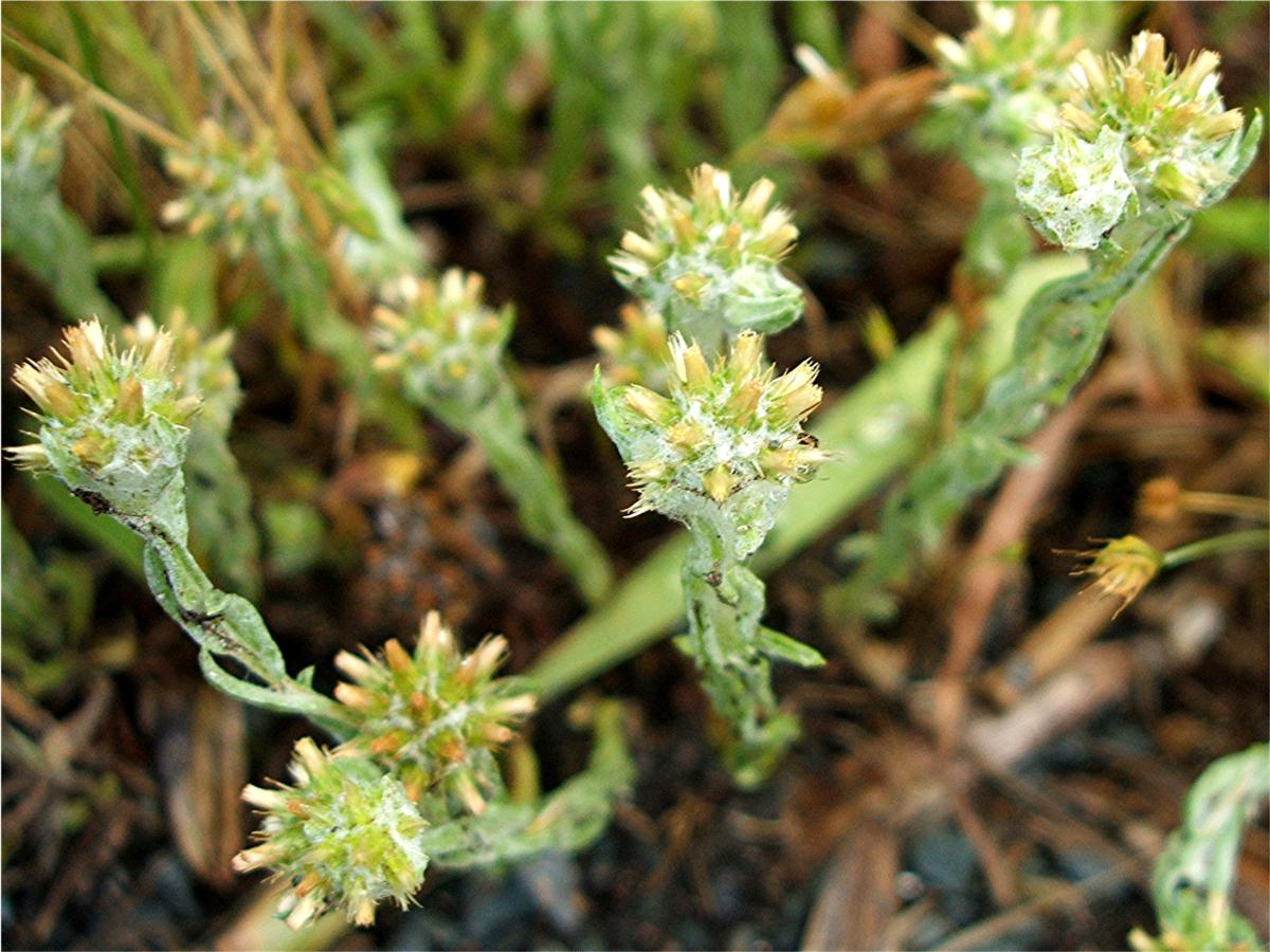 Common Cudweed | NatureSpot