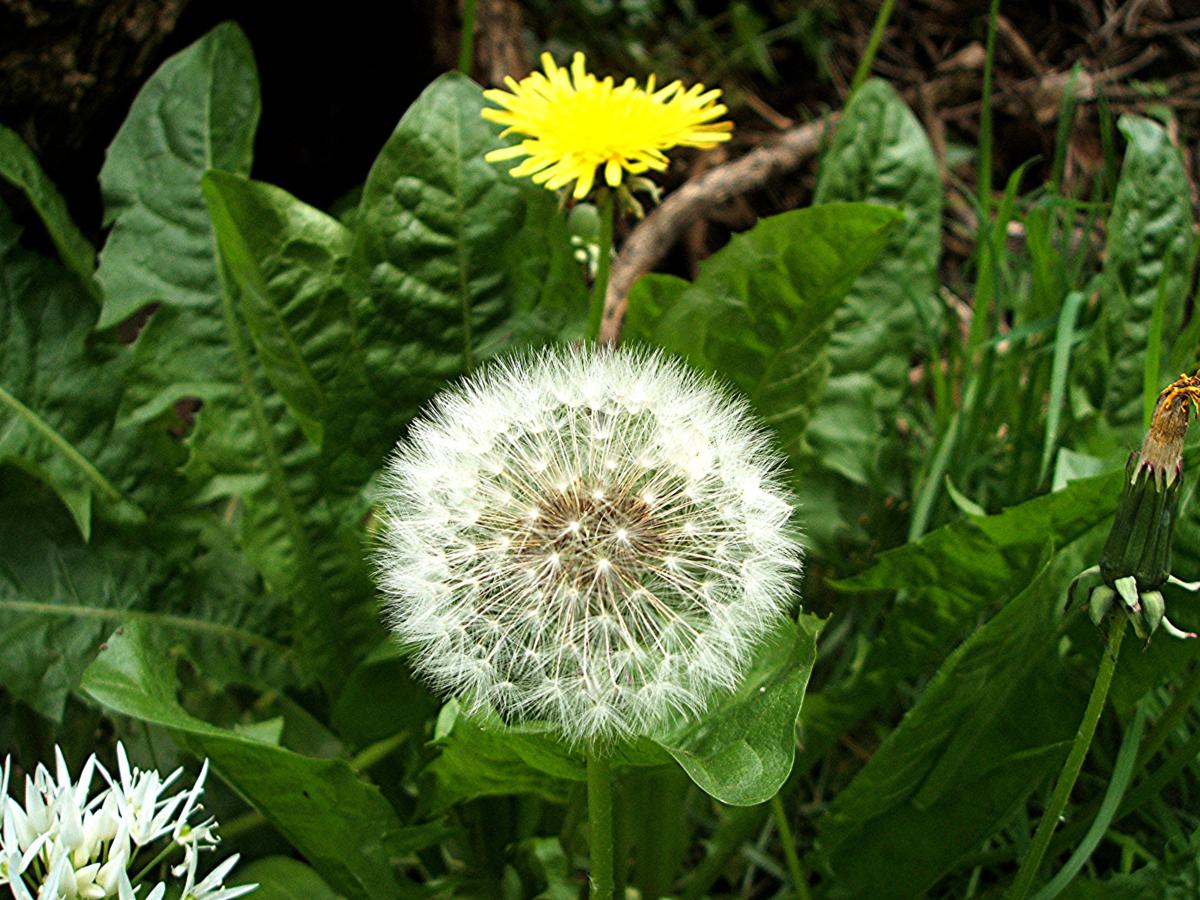Dandelion agg. | NatureSpot