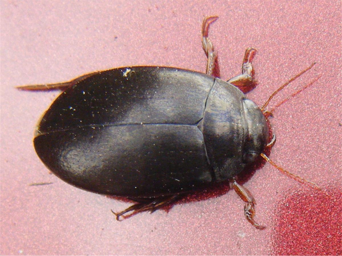 Agabus bipustulatus | NatureSpot