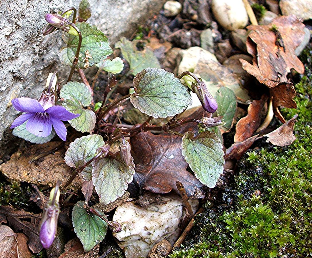 Common Dog-violet | NatureSpot