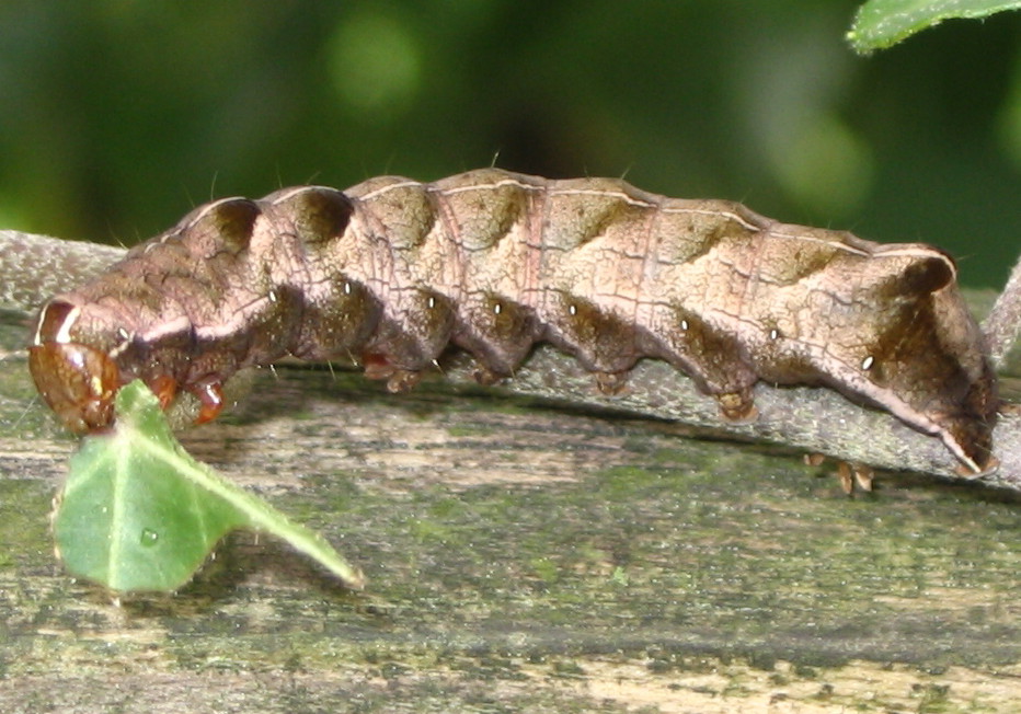 Dot Moth | NatureSpot
