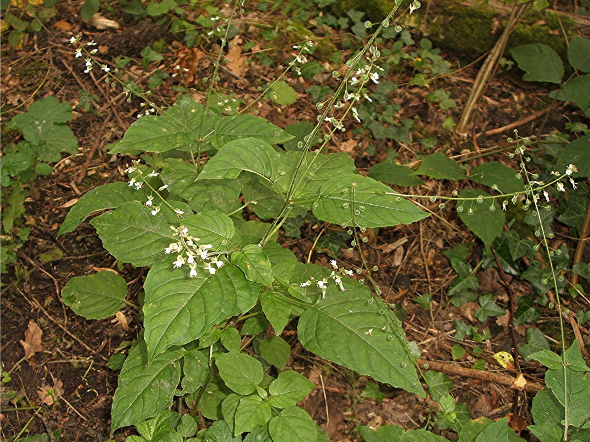 Enchanter's-nightshade | NatureSpot