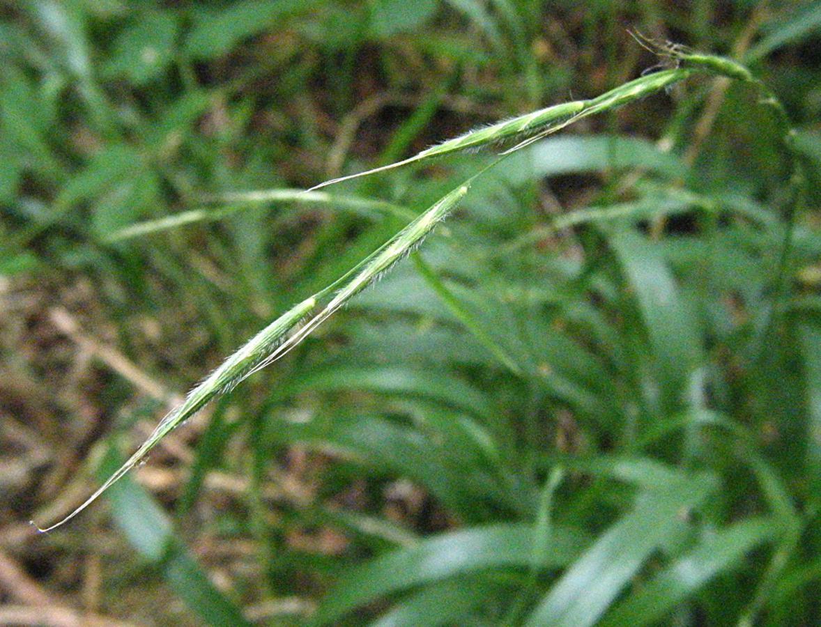 False-brome | NatureSpot