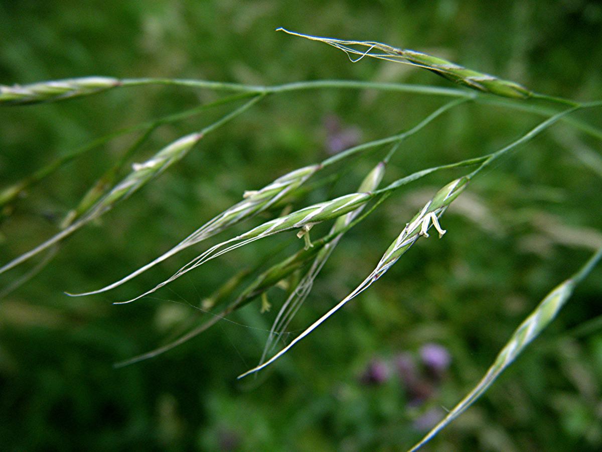 Giant Fescue | NatureSpot