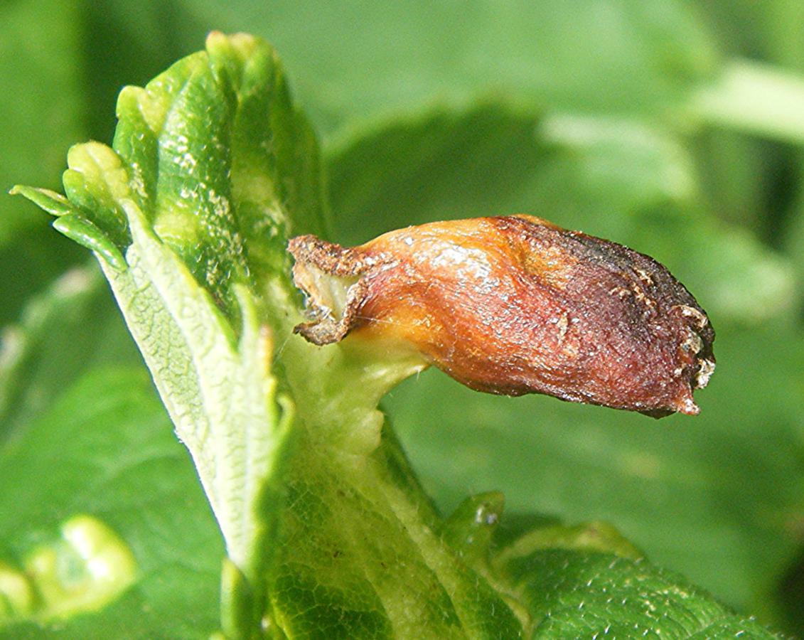 Fig Gall | NatureSpot