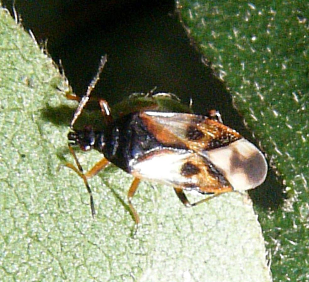 Common Flower Bug | NatureSpot