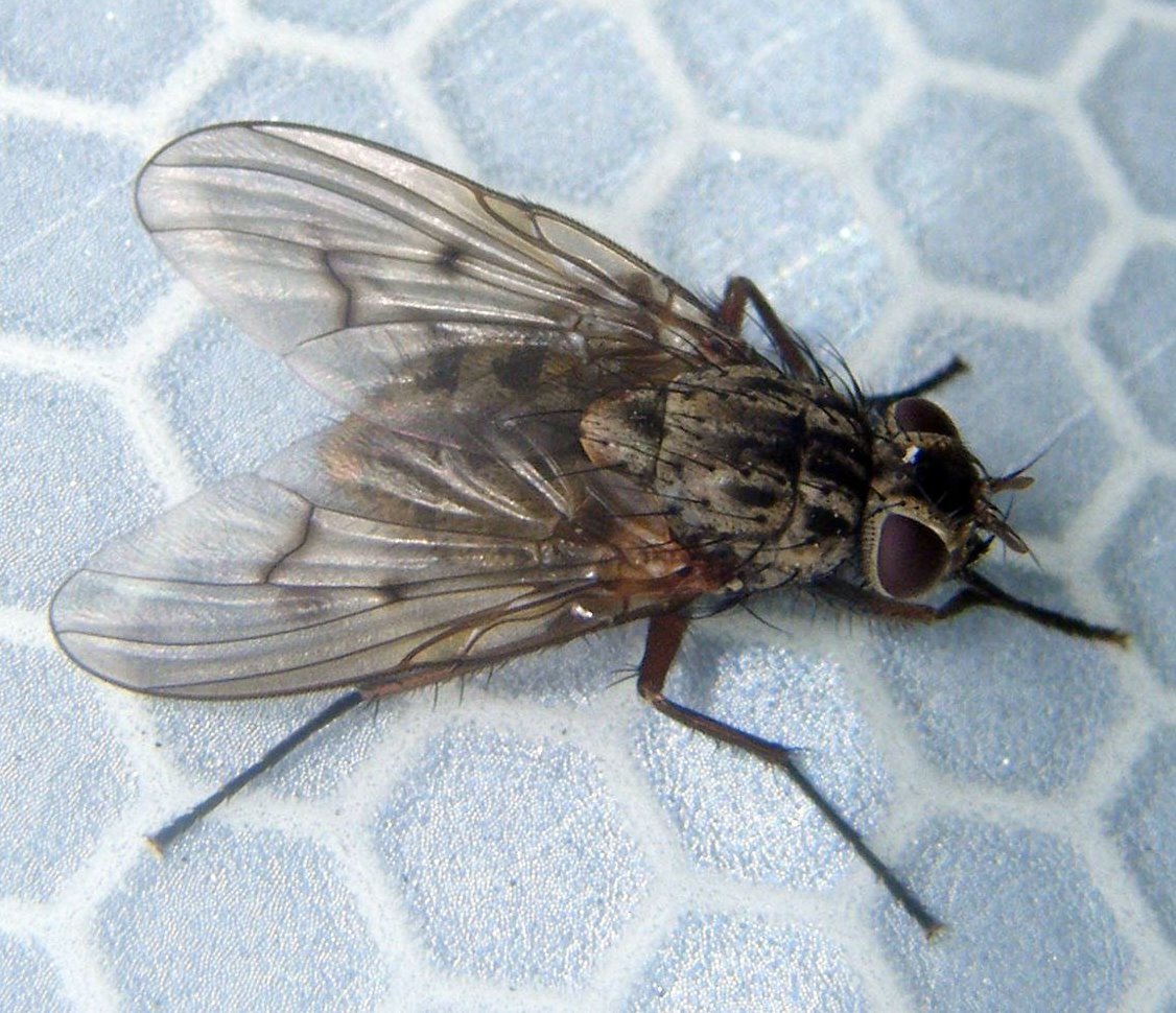 Phaonia signata | NatureSpot