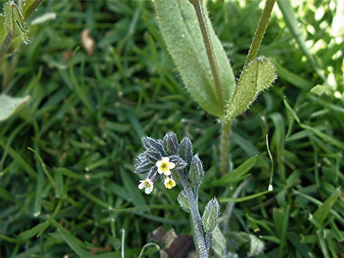 Changing Forget-me-not | NatureSpot