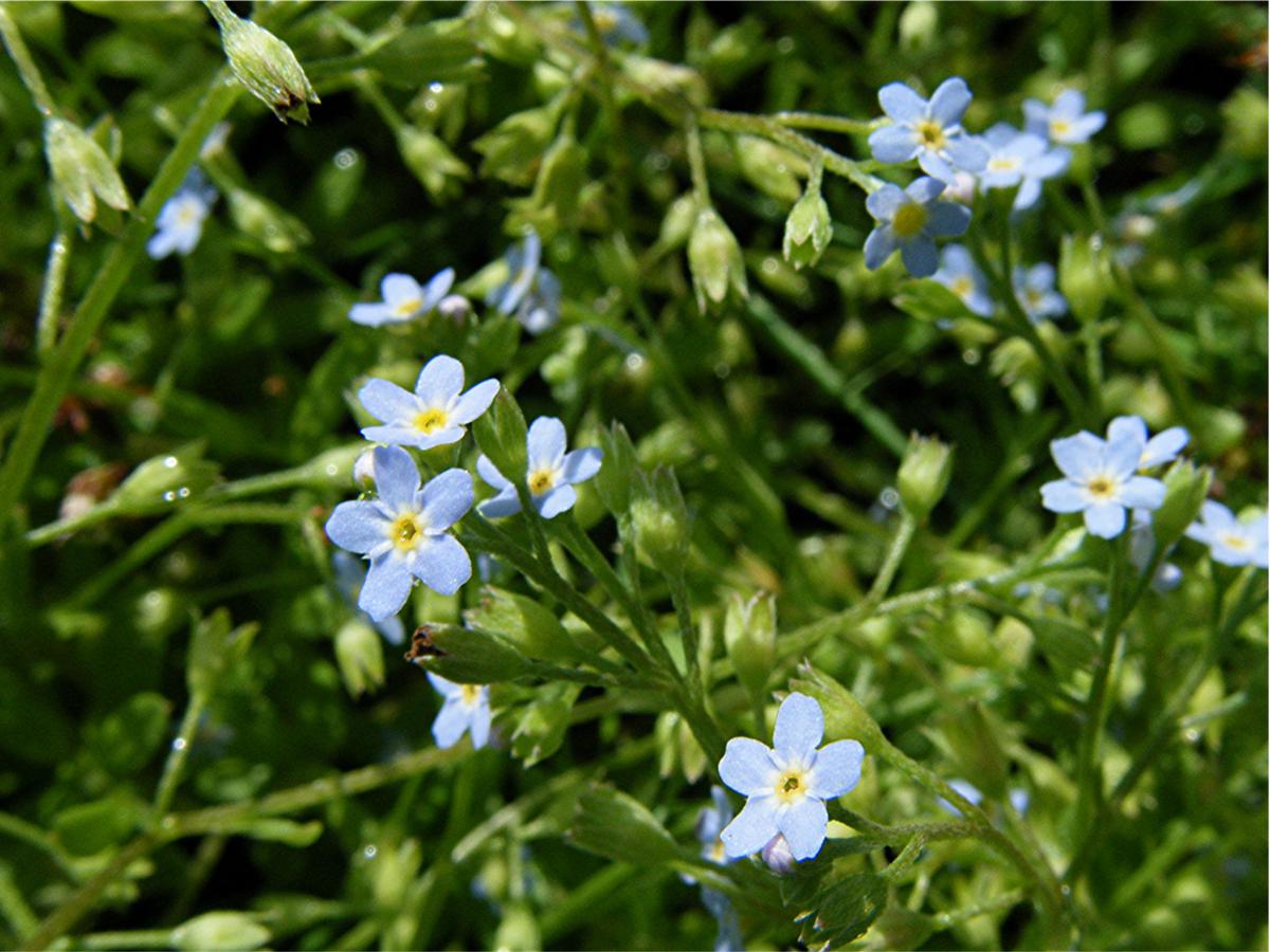 Tufted Forget-me-not | NatureSpot