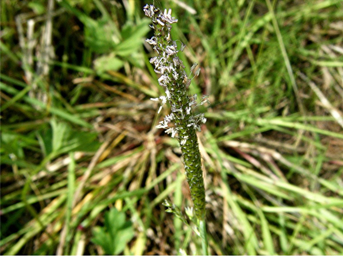 Marsh Foxtail | NatureSpot