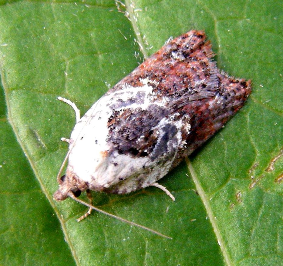 Garden Rose Tortrix | NatureSpot