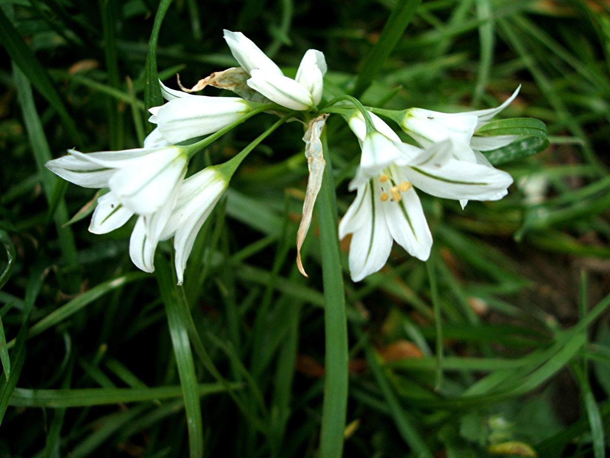Three-cornered Garlic | NatureSpot