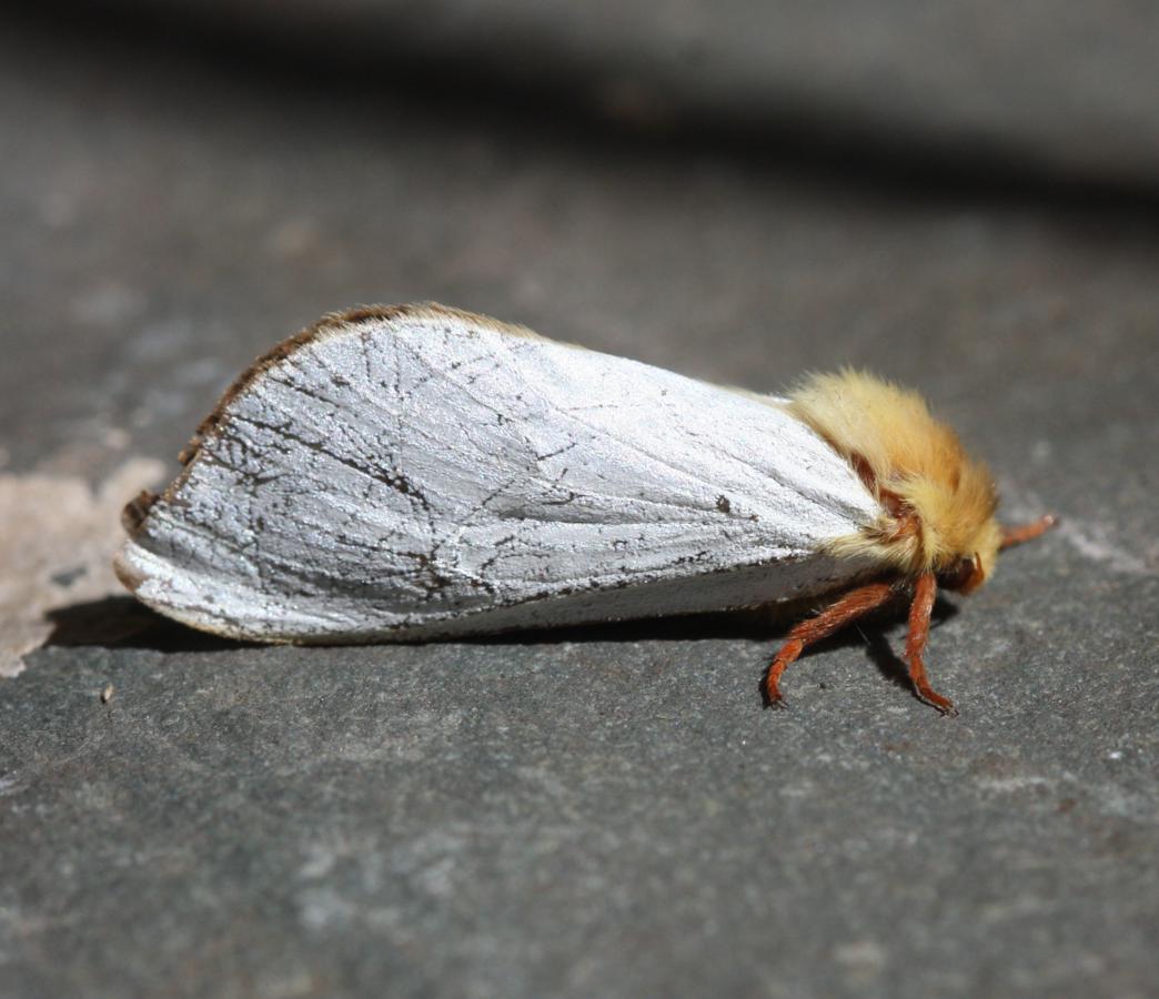 Ghost Moth | NatureSpot