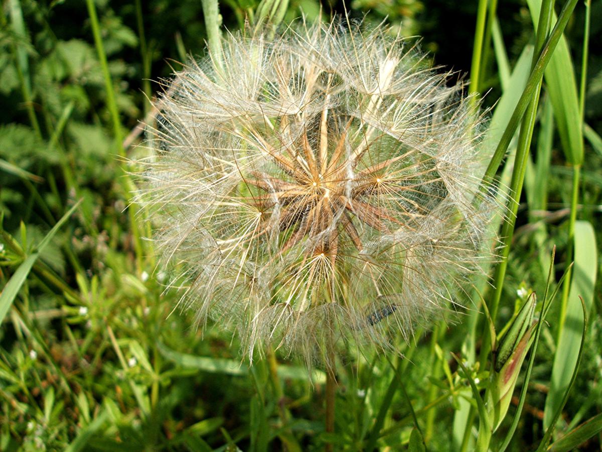 Goat's-beard | NatureSpot