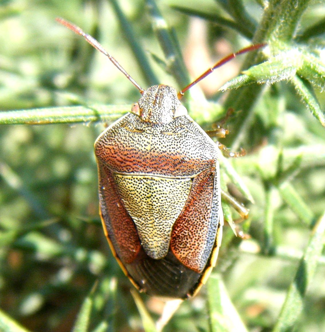Gorse Shieldbug | NatureSpot