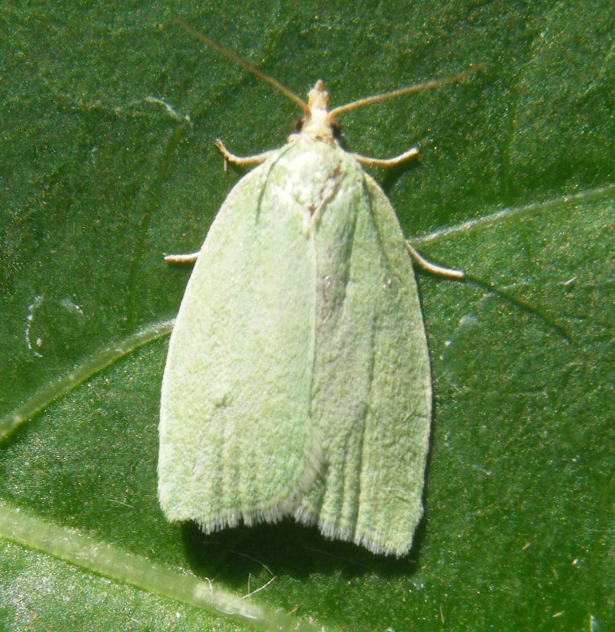 Green Oak Tortrix | NatureSpot