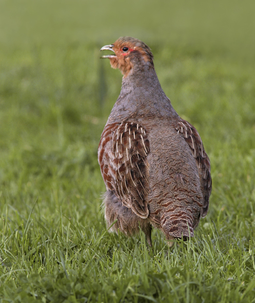 Grey Partridge | NatureSpot