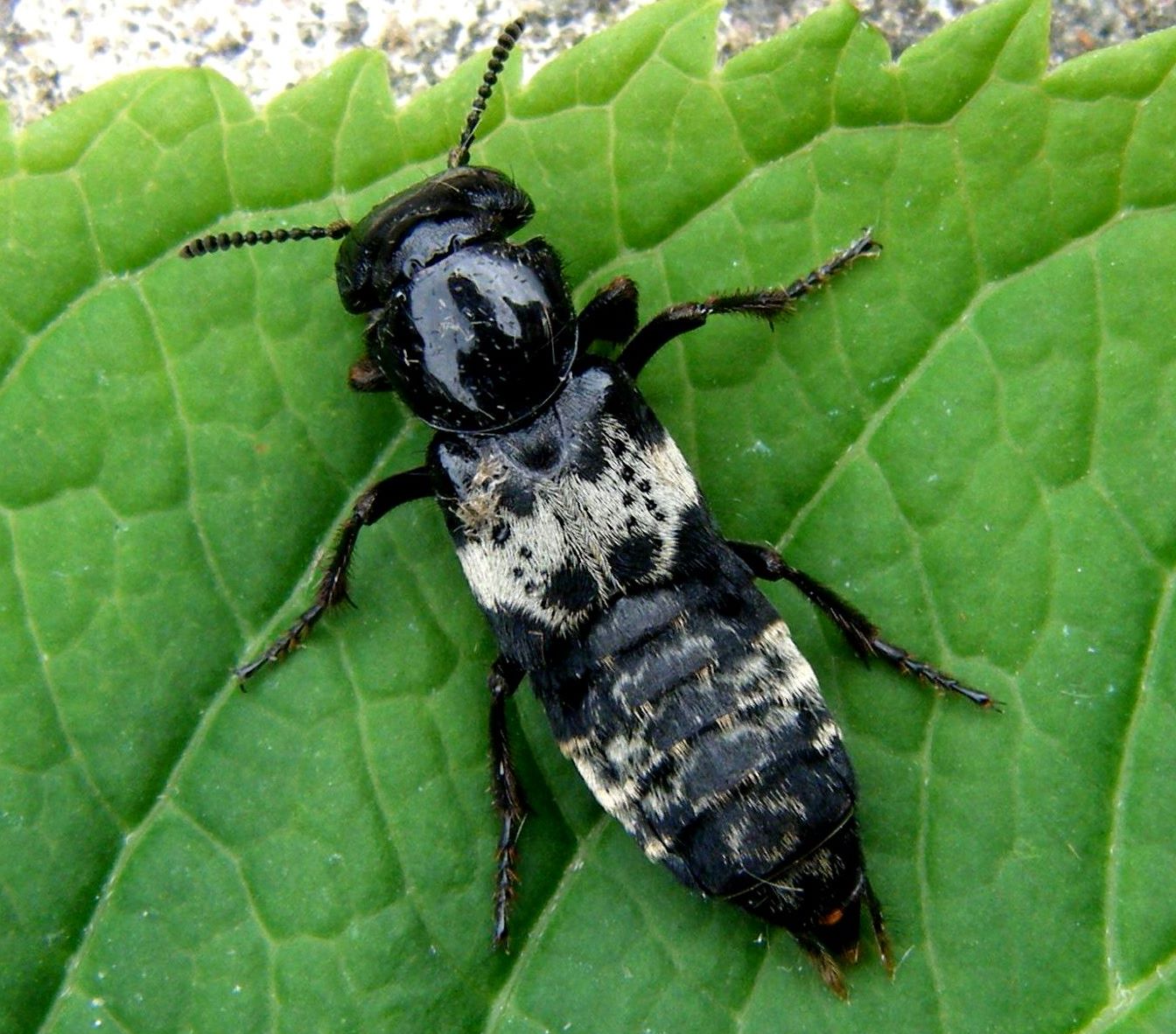 Hairy Rove Beetle | NatureSpot