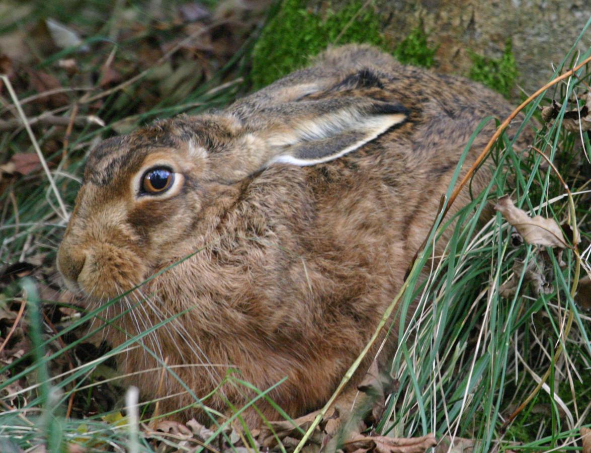 Brown Hare | NatureSpot