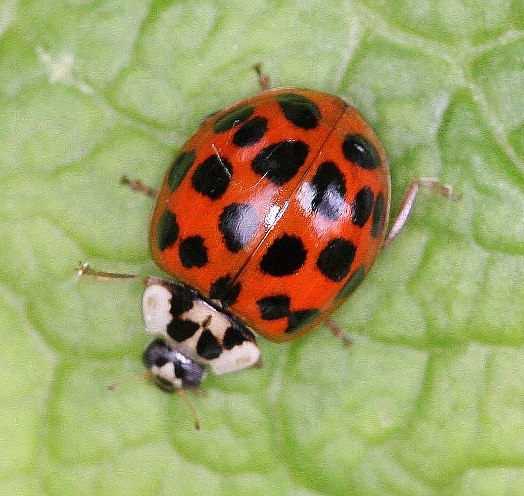 Harlequin Ladybird NatureSpot