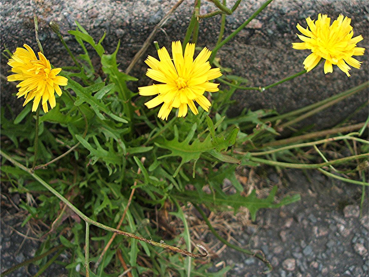 Autumn Hawkbit | NatureSpot