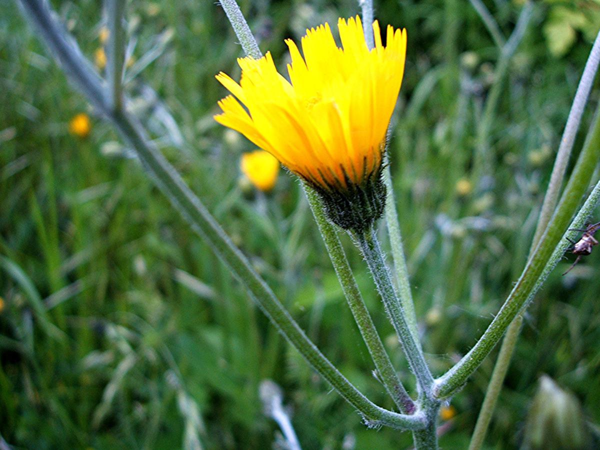 Common Hawkweed | NatureSpot