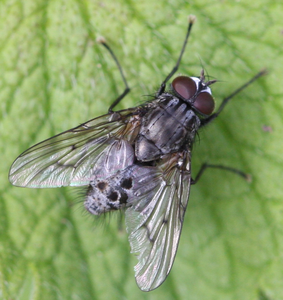 Helina evecta | NatureSpot