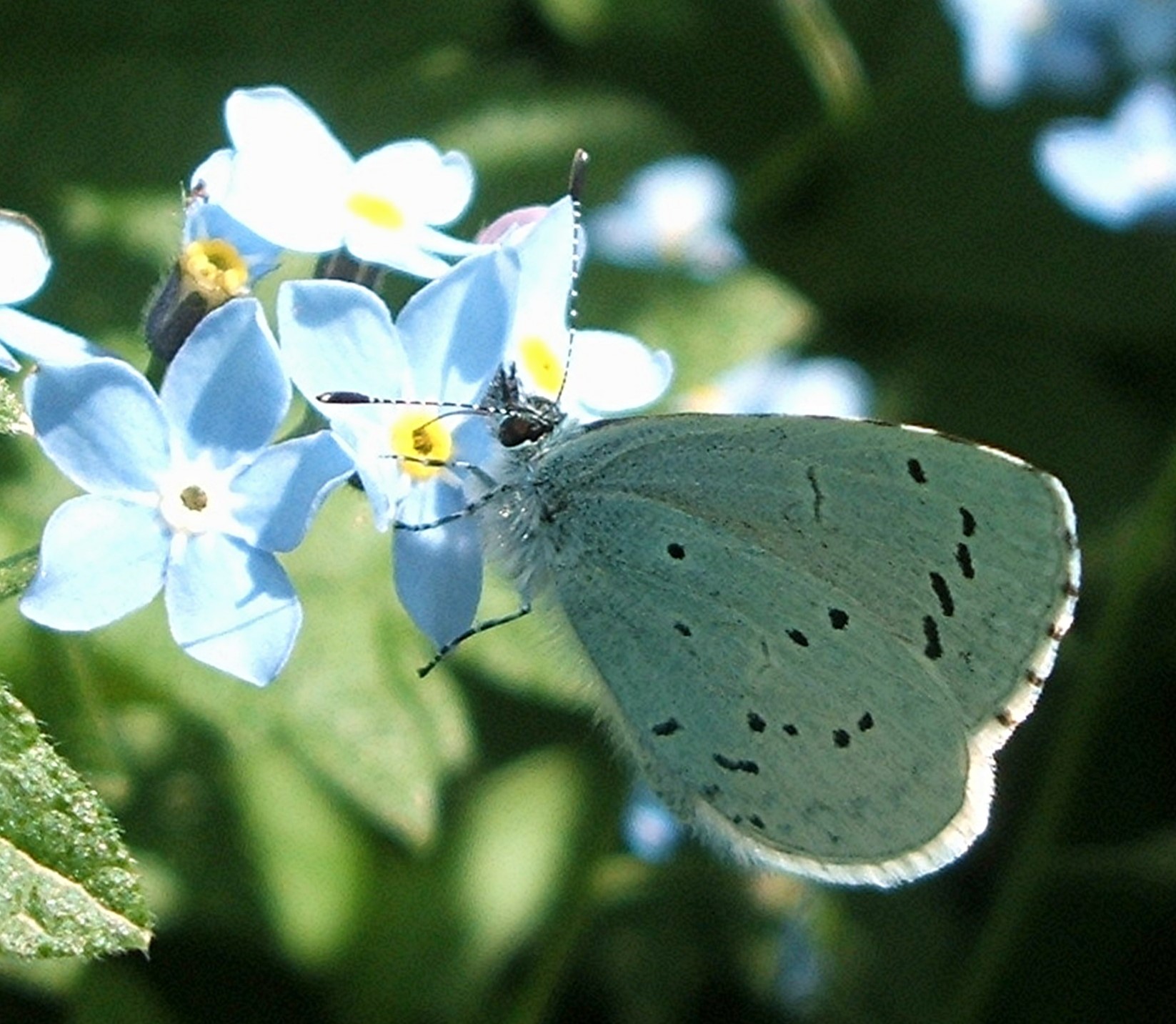 Holly Blue | NatureSpot