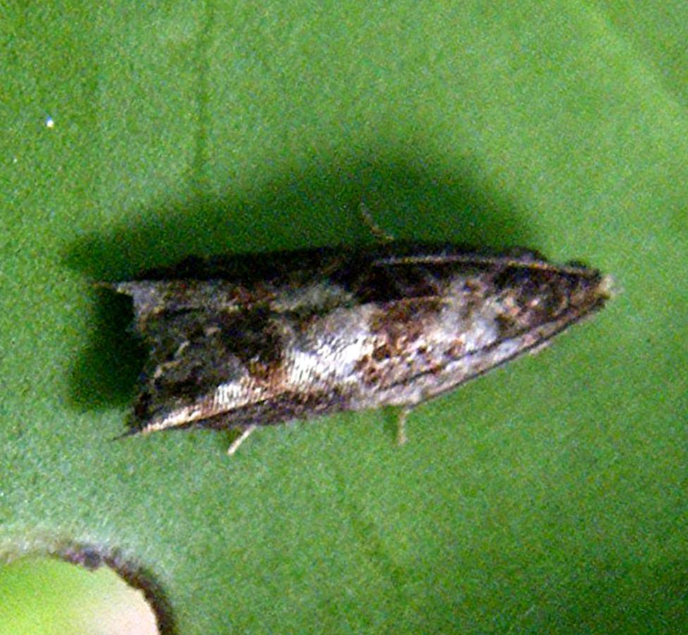 Holly Tortrix | NatureSpot