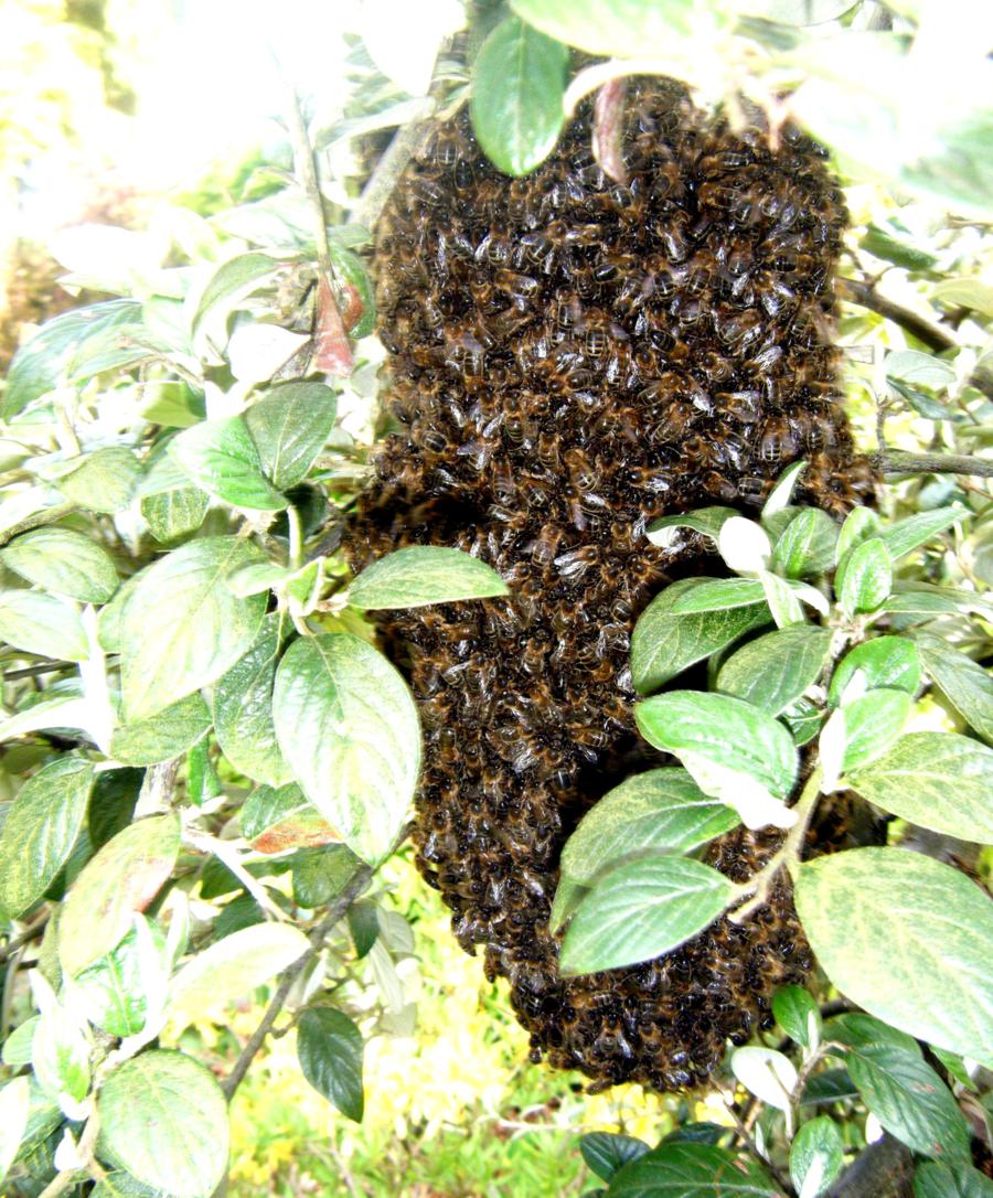 Honey Bee | NatureSpot